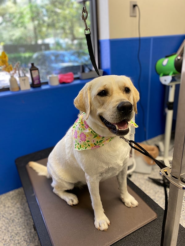 Dog Grooming Riverview | Pet Spa and Bath Services Florida