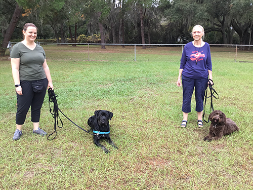 Dog Behavioral Training Private Socialization Program Pet Care Dog Behavioral Training Private Socialization Program Pet Care