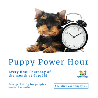 Puppy Socialization and Training | Group Classes | Canine Cabana