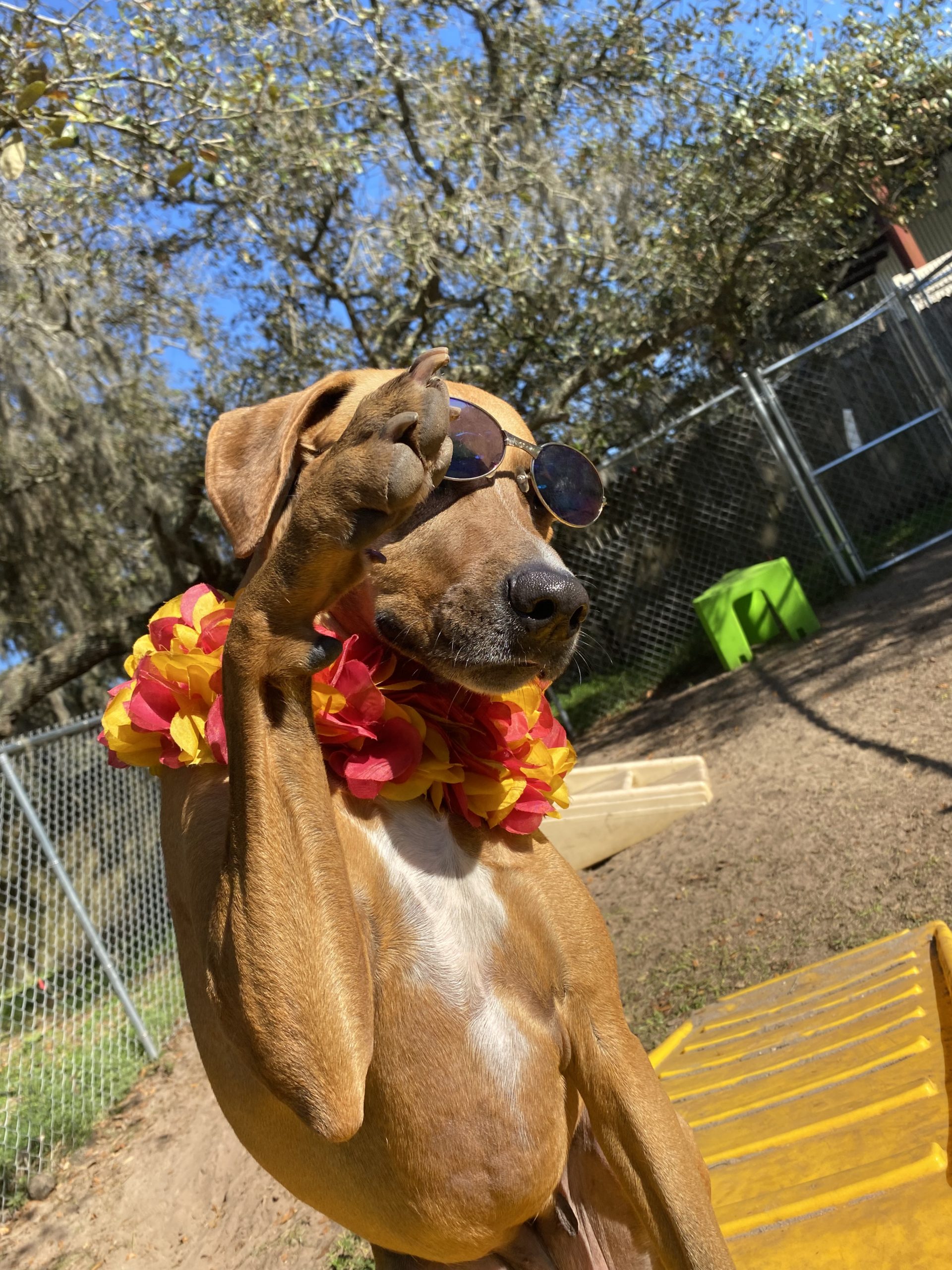 Dog of the Month: Hazel C. - Canine Cabana